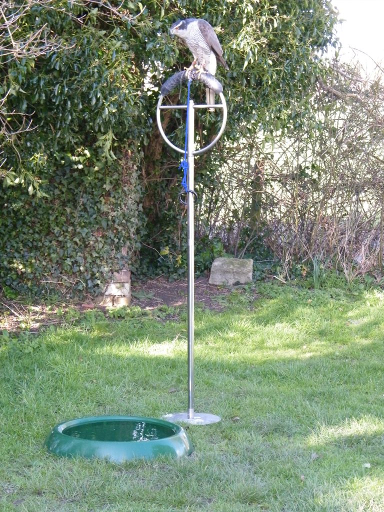 Ben Long Falconry Equipment and Courses - Pole Perch